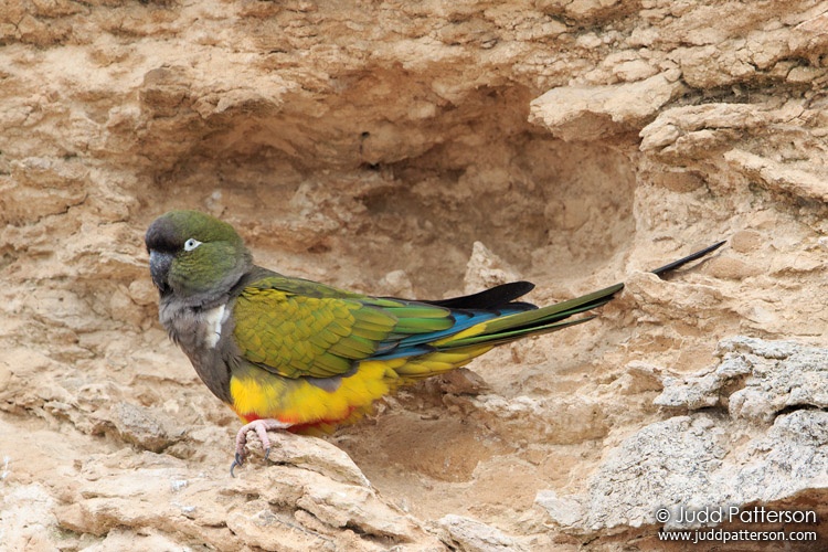 Judd Patterson Photography Gallery: All